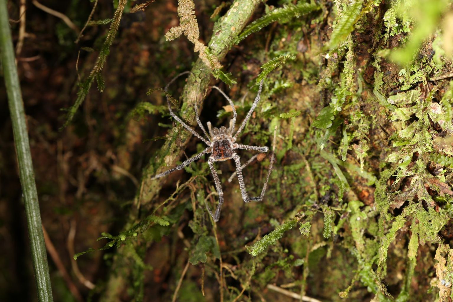 Pesquisadores da Unilab coordenam estudo que descreve nova espécie de ...
